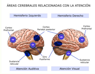 ESTRUCTURAS CEREBRALES BANETA