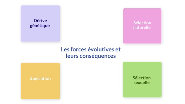 Les forces évolutives