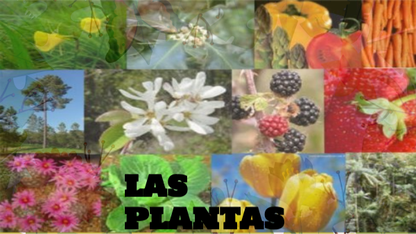 LAS PLANTAS