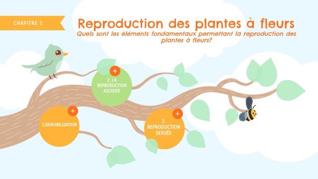 TSpé Chapitre 1 Reproduction des plantes à fleurs | Genially