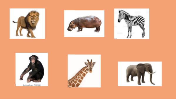 Wild animals