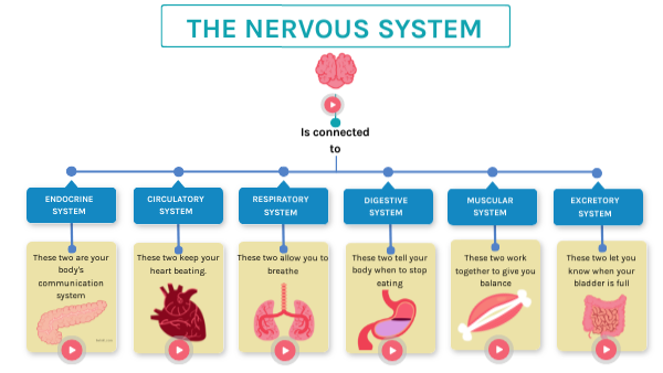 Body systems connections | Genially