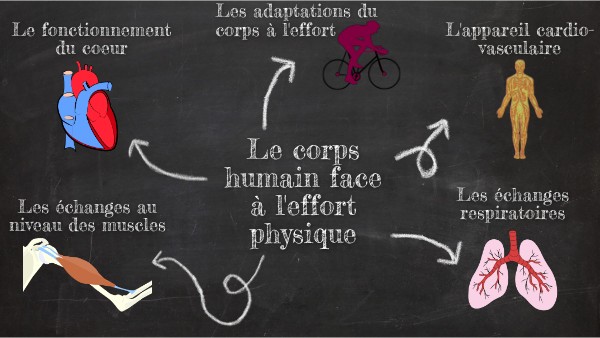 Le corps humain face à l'effort physique | Genially