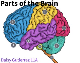 Parts of the Brain Daisy G 11A