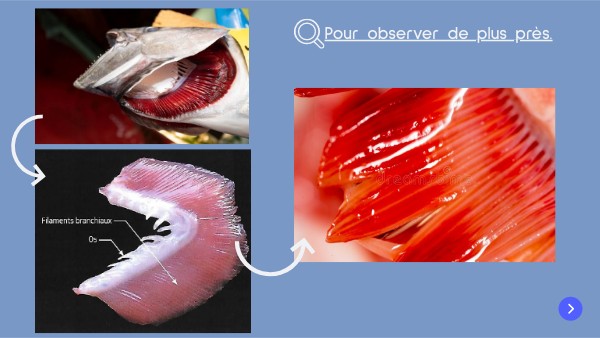 bilan sur les poissons | Genially