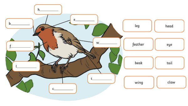 Parts of a bird | Genially