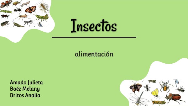 Insectos