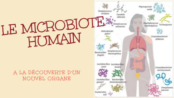 2nde Thème 3B Microbiote et santé humaine | Genially