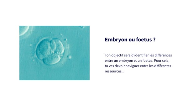 embryon ou foetus