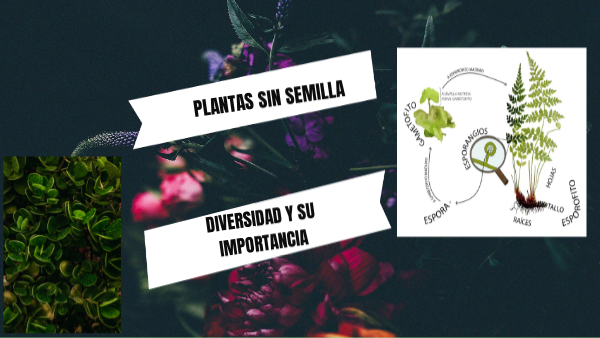 Plantas Sin Semillas Diversidad Y Su Importancia Para Los Ecosistemas 2509