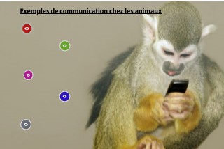 exemples de communication chez les animaux | Genially