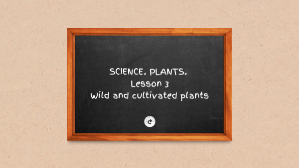 PLANTS. LESSON 3. FIRST GRADE PRIMARY | Genially