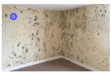 Damp and Mould
