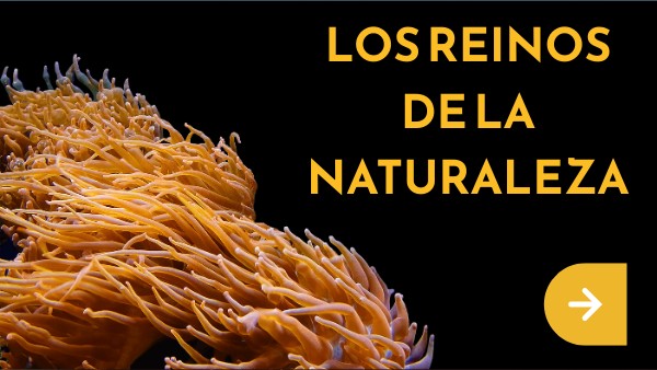 PRESENTACIÓN ANIMALES