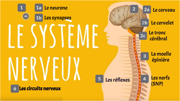 Le système nerveux | Genially