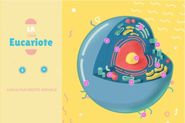 La cellula Eucariote