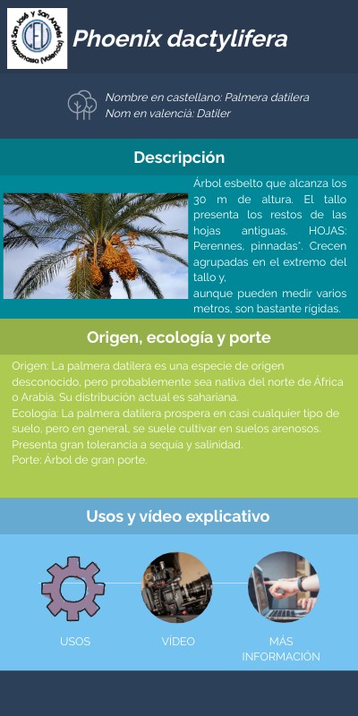 Palmera - David M | Genially