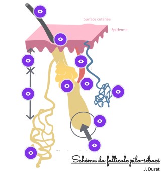 Follicule pilo sébacé | Genially
