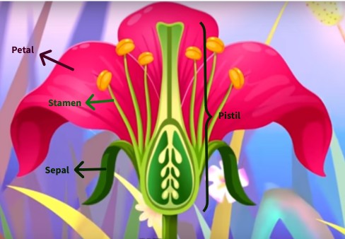 Parts of the flower | Genially