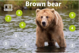 Brown bear