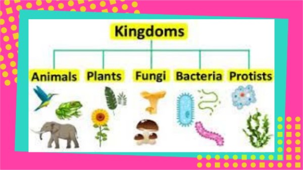 THE 5 KINGDOMS FOR 6TH GRADE | Genially