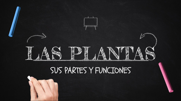 LAS PLANTAS