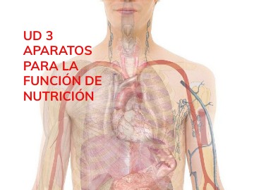 UD 3 APARATOS PARA LA FUNCIÓN DE NUTRICIÓN : excretor y circulatorio