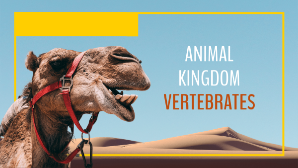 ANIMAL KINGDOM. VERTEBRATES | Genially