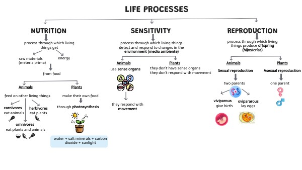 life processes 5º | Genially