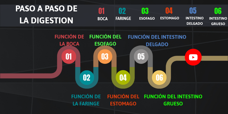 PASO A PASO DE LA DIGESTIÓN | Genially