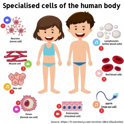 Specialised cells of the human body