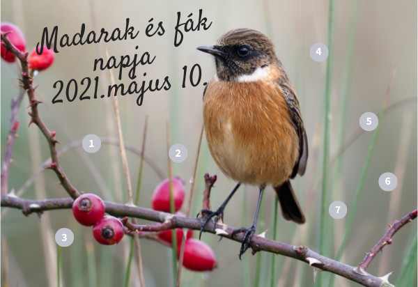 madarak és fák napja 2021.