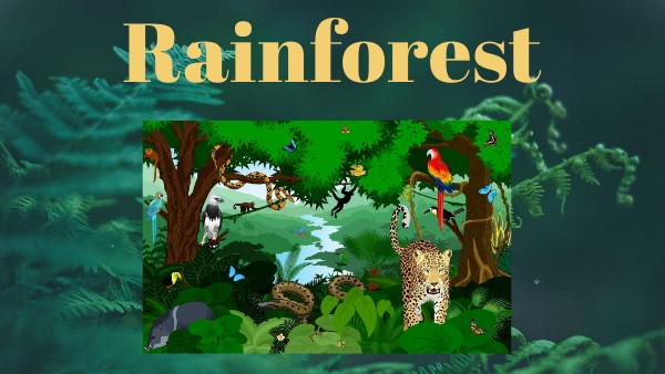 Rainforest