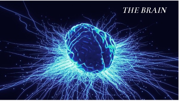 THE BRAIN PRESENTATION