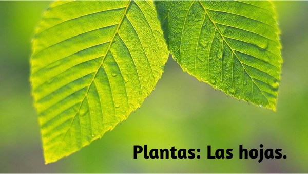 Plantas: Las hojas.