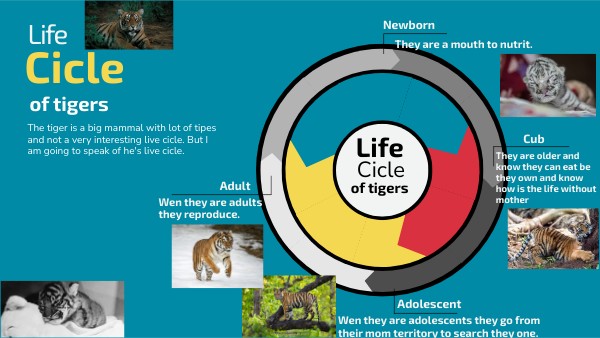 Cicle of life tiger
