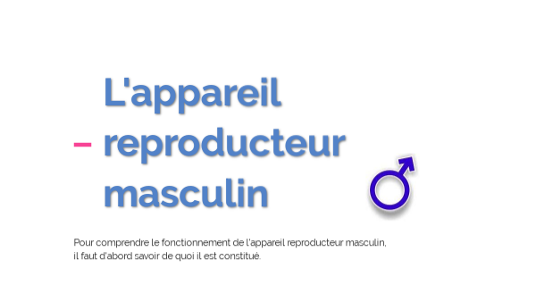 Appareil reproducteur masculin | Genially