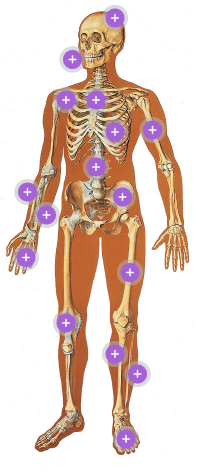 Esquelet humà