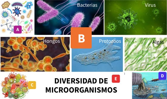 MICROORGANISMOS - Imagen interactiva | Genially
