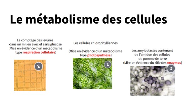Métabolisme des Levures | Genially