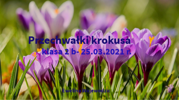 Przechwałki krokusa 2b | Genially