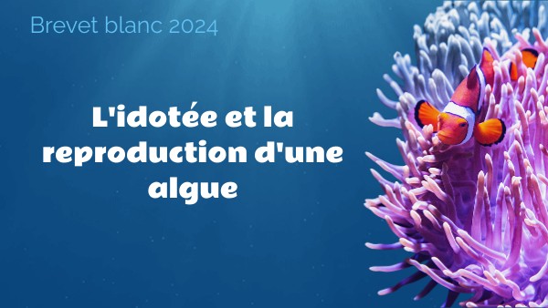 Idotée et reproduction d'une algue