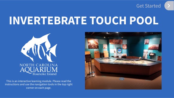 Invertebrate Touch Pool | Genially