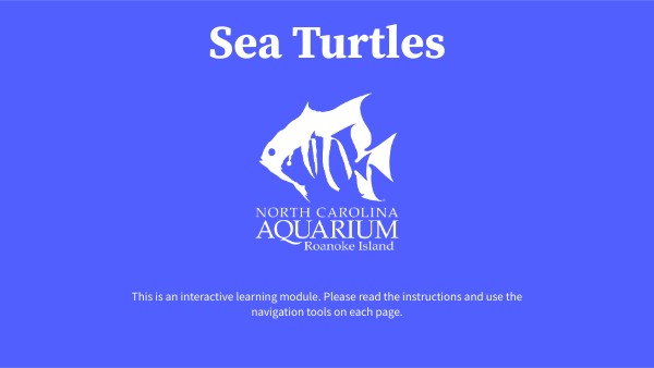 Sea Turtles | Genially