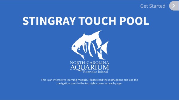 Stingray Touch Pool | Genially