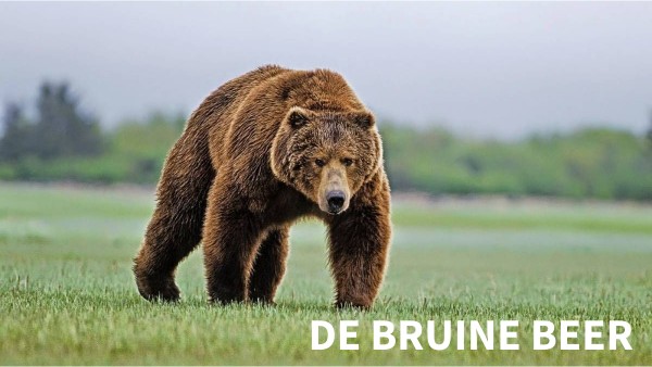 De bruine beer | Genially
