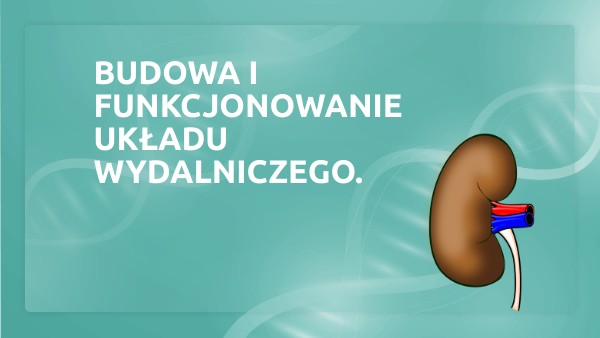 Układ wydalniczy | Genially