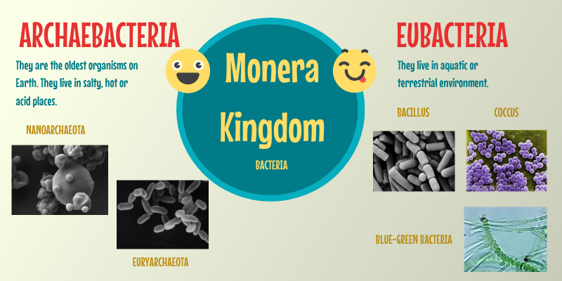 Monera Kingdom | Genially