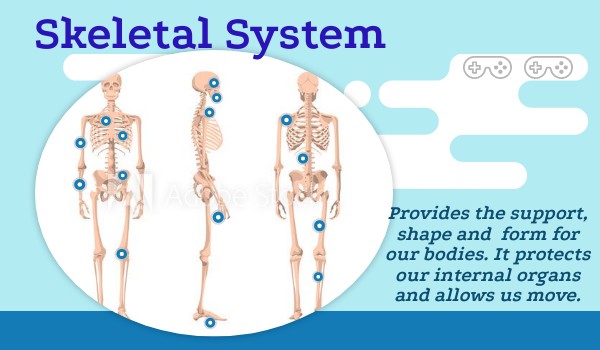 Skeletal System | Genially