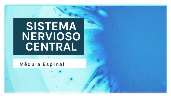 3ero. Sstema Nervioso Central: Médula Espinal
